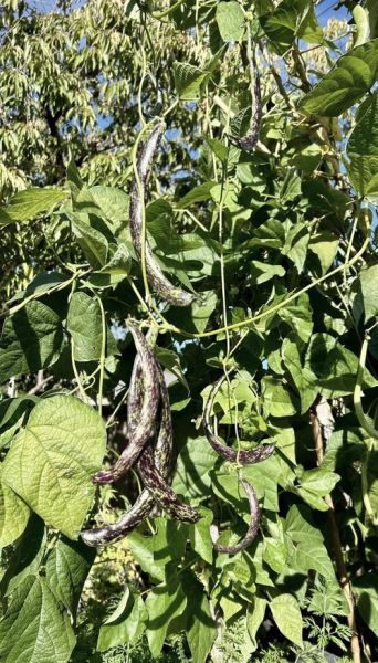 豆角有哪些品种_豆角种类图片怎么区分-第3张图片-山城妙识