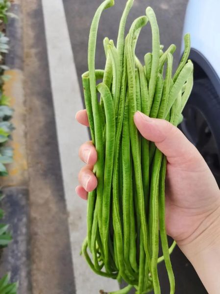 豆角有哪些品种_豆角种类图片怎么区分-第2张图片-山城妙识