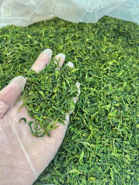 六安瓜片800图片及价钱_多少钱一斤-第1张图片-山城妙识