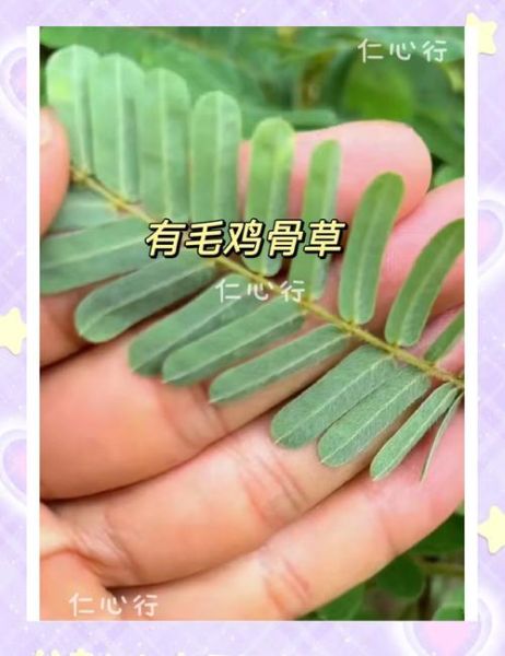 正宗鸡骨草长什么样_鸡骨草真假辨别方法-第1张图片-山城妙识