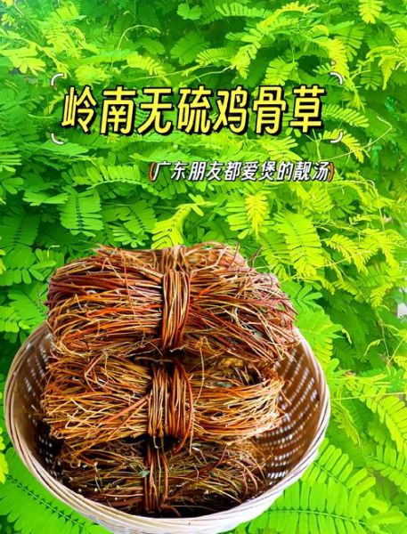 正宗鸡骨草长什么样_鸡骨草真假辨别方法-第2张图片-山城妙识