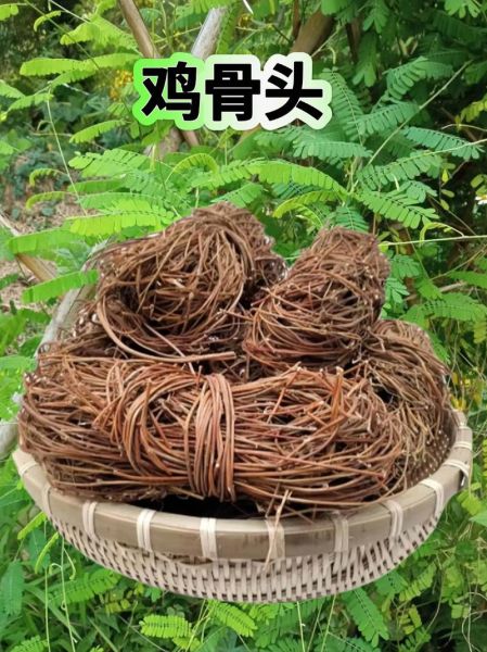 正宗鸡骨草长什么样_鸡骨草真假辨别方法-第3张图片-山城妙识