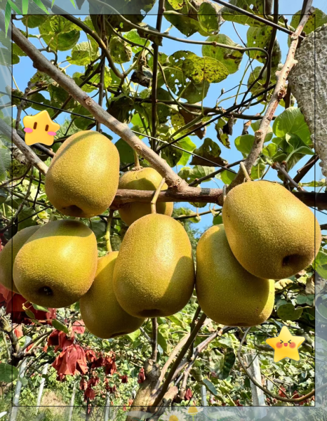 秋季吃什么水果好_秋天润燥水果推荐-第3张图片-山城妙识