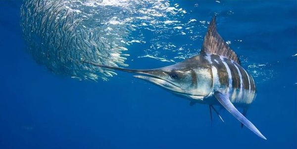 剑鱼长什么样子_剑鱼图片哪里找-第2张图片-山城妙识