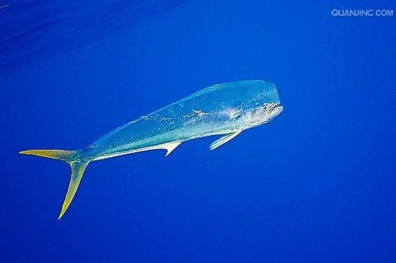 剑鱼长什么样子_剑鱼图片哪里找-第3张图片-山城妙识