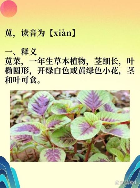苋怎么读音_苋字拼音怎么写-第1张图片-山城妙识