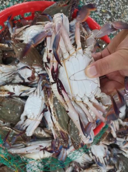 梭子蟹什么季节上市_梭子蟹几月份最肥-第2张图片-山城妙识