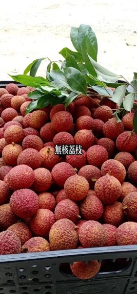 荔枝王图片_荔枝王和普通荔枝区别-第3张图片-山城妙识 荔枝王图片_荔枝王和普通荔枝区别-第3张图片-山城妙识