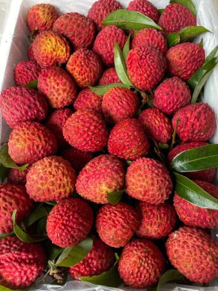 荔枝王图片_荔枝王和普通荔枝区别-第1张图片-山城妙识 荔枝王图片_荔枝王和普通荔枝区别-第1张图片-山城妙识