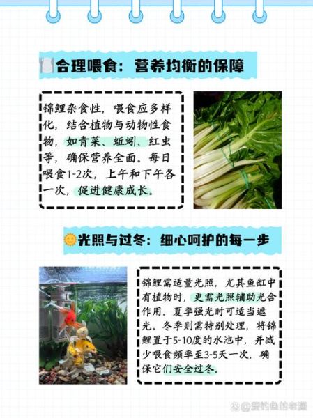 锦鲤鱼怎么养才不会死_新手入门全攻略-第1张图片-山城妙识