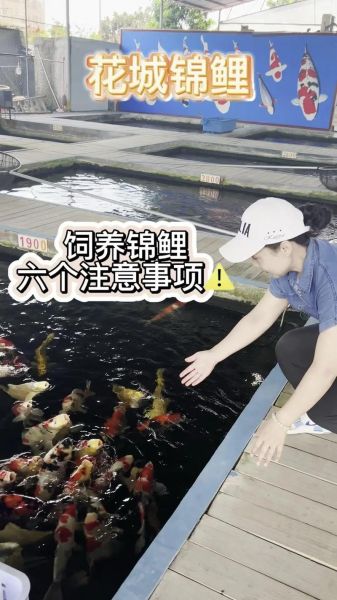 锦鲤鱼怎么养才不会死_新手入门全攻略-第3张图片-山城妙识