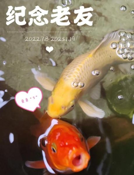 锦鲤鱼怎么养才不会死_新手入门全攻略-第2张图片-山城妙识