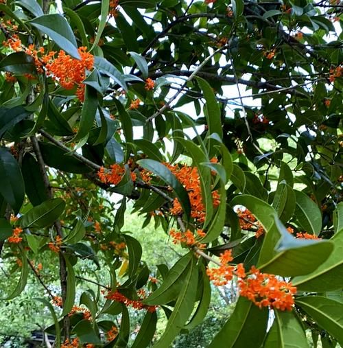 新鲜桂花怎么做糖桂花_糖桂花保存多久-第2张图片-山城妙识