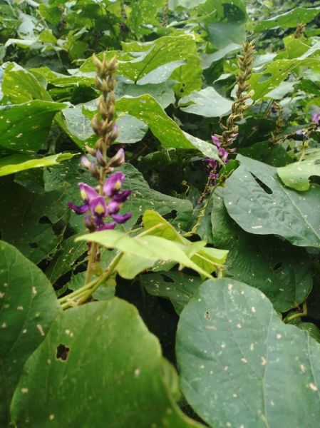 葛花长什么样_葛花图片怎么识别-第2张图片-山城妙识