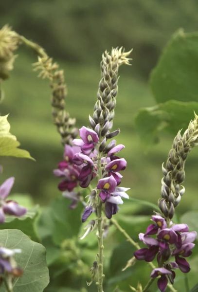 葛花长什么样_葛花图片怎么识别-第1张图片-山城妙识