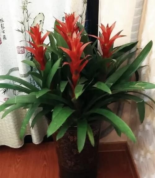 凤梨花图片怎么拍_凤梨花养护技巧-第1张图片-山城妙识 凤梨花图片怎么拍_凤梨花养护技巧-第1张图片-山城妙识