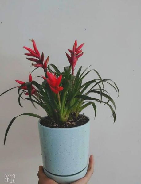 凤梨花图片怎么拍_凤梨花养护技巧-第2张图片-山城妙识 凤梨花图片怎么拍_凤梨花养护技巧-第2张图片-山城妙识