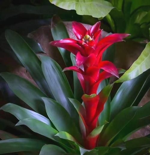 凤梨花图片怎么拍_凤梨花养护技巧-第3张图片-山城妙识 凤梨花图片怎么拍_凤梨花养护技巧-第3张图片-山城妙识