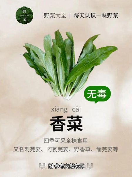 香菜的营养价值及功效_香菜怎么吃最健康-第2张图片-山城妙识
