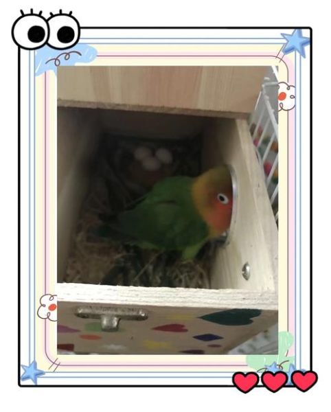 牡丹鹦鹉繁殖技巧_牡丹鹦鹉多久下一次蛋-第1张图片-山城妙识 牡丹鹦鹉繁殖技巧_牡丹鹦鹉多久下一次蛋-第1张图片-山城妙识