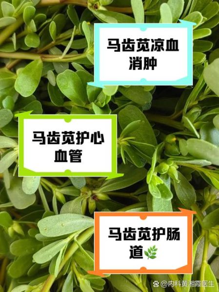 马齿菜的功效与作用及禁忌_马齿菜怎么吃最好-第2张图片-山城妙识