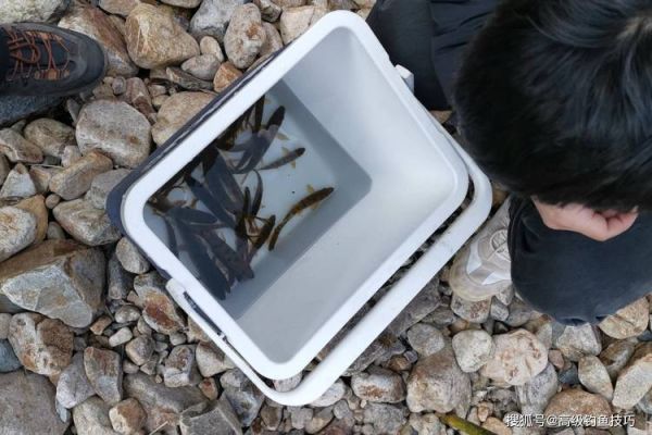 溪石斑鱼怎么钓_溪石斑鱼吃什么饵料-第3张图片-山城妙识 溪石斑鱼怎么钓_溪石斑鱼吃什么饵料-第3张图片-山城妙识