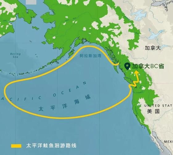 大马哈鱼洄游路线_为什么逆流而上-第1张图片-山城妙识