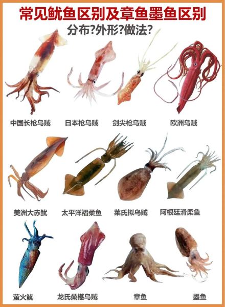 乌贼和鱿鱼的区别_乌贼和鱿鱼哪个更好吃-第2张图片-山城妙识 乌贼和鱿鱼的区别_乌贼和鱿鱼哪个更好吃-第2张图片-山城妙识