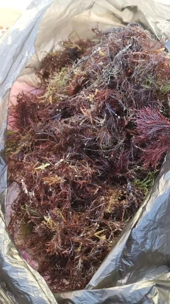 海菜凉粉热量是多少_减肥能吃吗-第1张图片-山城妙识