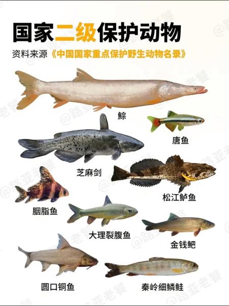 中国野生淡水鱼图谱_常见种类有哪些-第3张图片-山城妙识