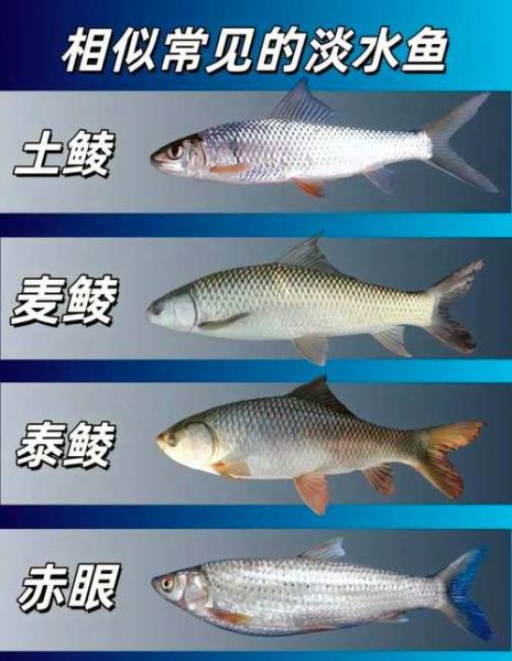 中国野生淡水鱼图谱_常见种类有哪些-第2张图片-山城妙识