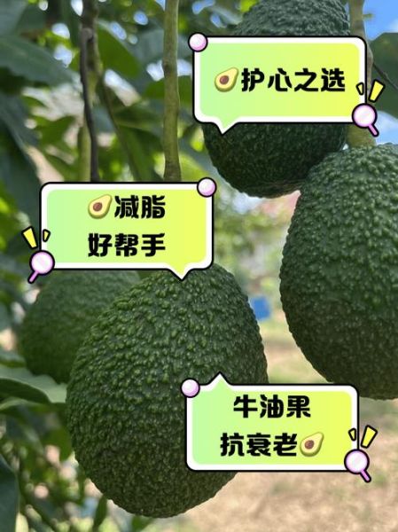 牛油果的功效与副作用_吃牛油果会上火吗-第1张图片-山城妙识 牛油果的功效与副作用_吃牛油果会上火吗-第1张图片-山城妙识