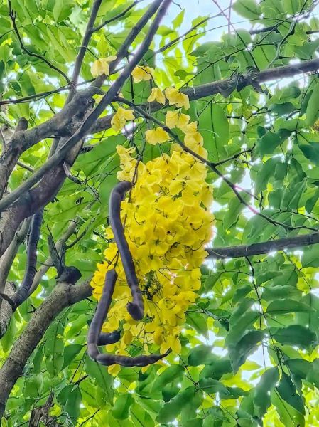 腊肠树果提取物功效_腊肠树果提取物怎么用-第2张图片-山城妙识