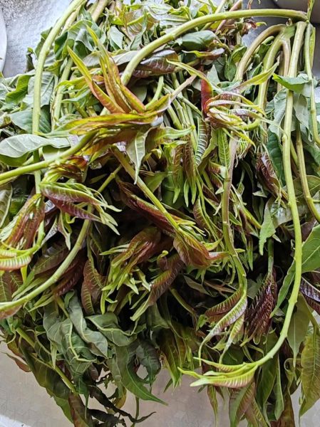 香椿是什么东西_香椿怎么吃才安全-第1张图片-山城妙识 香椿是什么东西_香椿怎么吃才安全-第1张图片-山城妙识