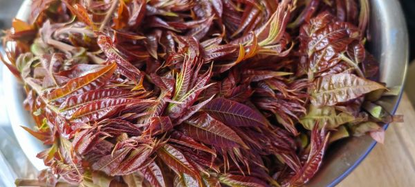 香椿是什么东西_香椿怎么吃才安全-第3张图片-山城妙识 香椿是什么东西_香椿怎么吃才安全-第3张图片-山城妙识