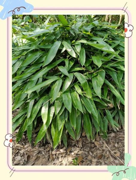 粽叶怎么保存_新鲜粽叶能放多久-第1张图片-山城妙识