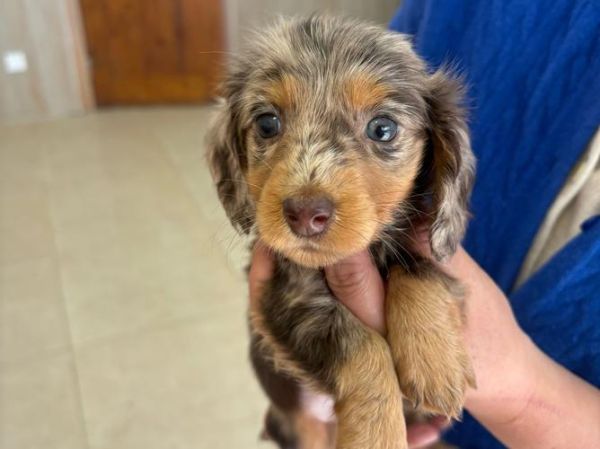 小腊肠犬多少钱一只_纯种与串串价格差多少-第2张图片-山城妙识 小腊肠犬多少钱一只_纯种与串串价格差多少-第2张图片-山城妙识