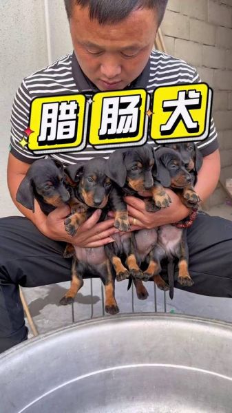 小腊肠犬多少钱一只_纯种与串串价格差多少-第3张图片-山城妙识 小腊肠犬多少钱一只_纯种与串串价格差多少-第3张图片-山城妙识