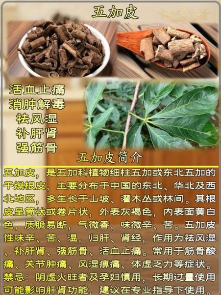 五加皮的功效与作用_五加皮的禁忌有哪些-第1张图片-山城妙识