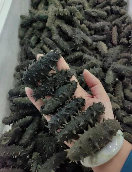 半干海参怎么泡发_半干海参泡发多久最好-第1张图片-山城妙识 半干海参怎么泡发_半干海参泡发多久最好-第1张图片-山城妙识