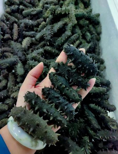 半干海参怎么泡发_半干海参泡发多久最好-第3张图片-山城妙识 半干海参怎么泡发_半干海参泡发多久最好-第3张图片-山城妙识