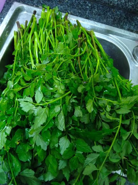 广东菜野菜的做法大全_有哪些家常做法-第1张图片-山城妙识 广东菜野菜的做法大全_有哪些家常做法-第1张图片-山城妙识