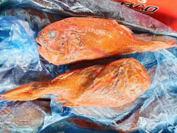 长寿鱼吃了有什么危害_长寿鱼副作用有哪些-第1张图片-山城妙识