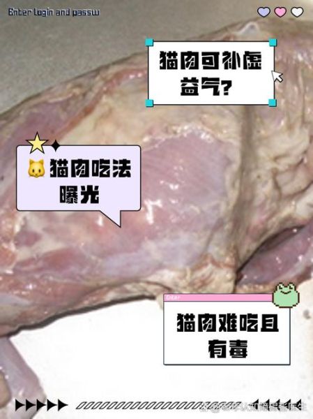 猫肉的功效与禁忌_猫肉吃了会上火吗-第3张图片-山城妙识