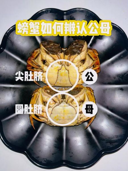 母螃蟹肚子怎么看_母蟹蟹黄在哪个部位-第2张图片-山城妙识