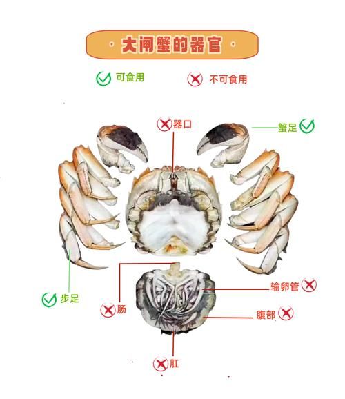 母螃蟹肚子怎么看_母蟹蟹黄在哪个部位-第1张图片-山城妙识