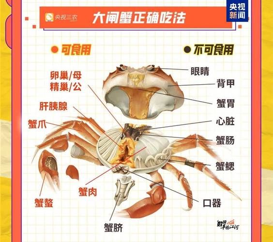 母螃蟹肚子怎么看_母蟹蟹黄在哪个部位-第3张图片-山城妙识