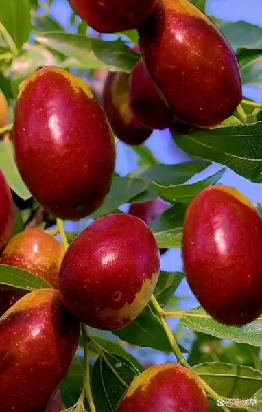 红枣图片大全大图唯美_红枣高清壁纸怎么选-第3张图片-山城妙识 红枣图片大全大图唯美_红枣高清壁纸怎么选-第3张图片-山城妙识