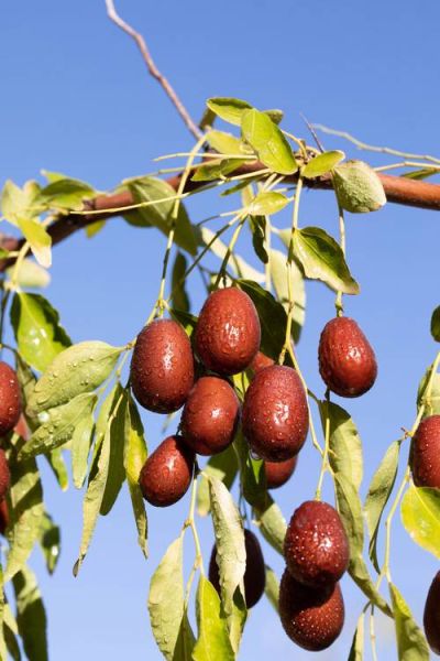 红枣图片大全大图唯美_红枣高清壁纸怎么选-第2张图片-山城妙识 红枣图片大全大图唯美_红枣高清壁纸怎么选-第2张图片-山城妙识