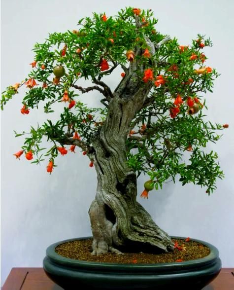 十大吉祥之树有哪些_风水寓意及摆放禁忌-第2张图片-山城妙识